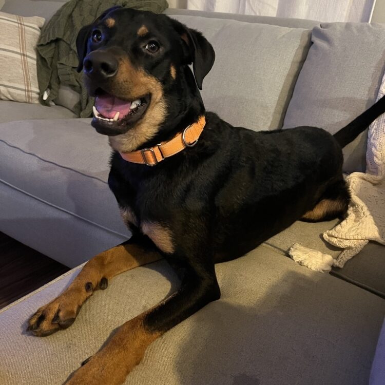 Austin Pets Alive! | Toaster