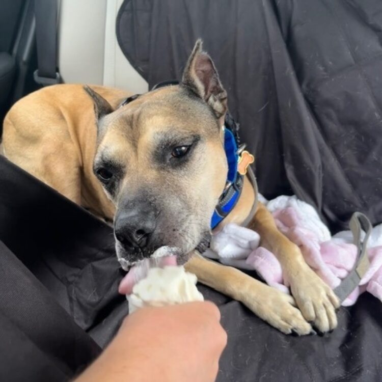 Austin Pets Alive! | Jack