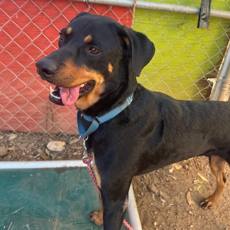 Austin Pets Alive! | Toaster