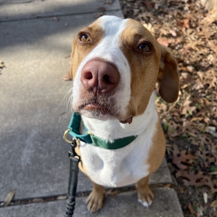 Austin Pets Alive! | Bandito