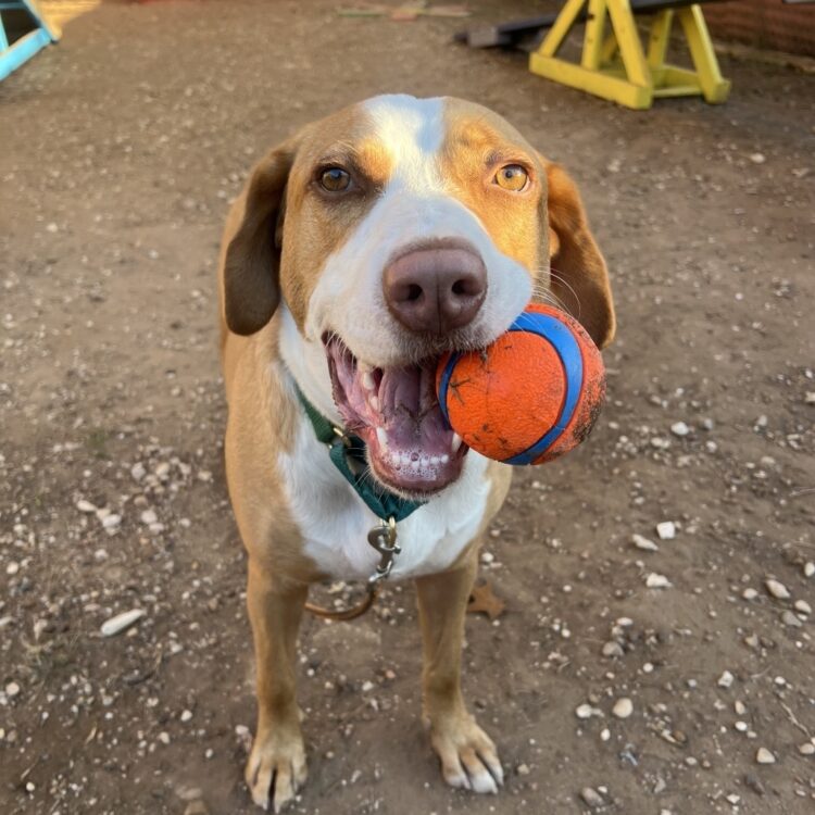 Austin Pets Alive! | Bandito