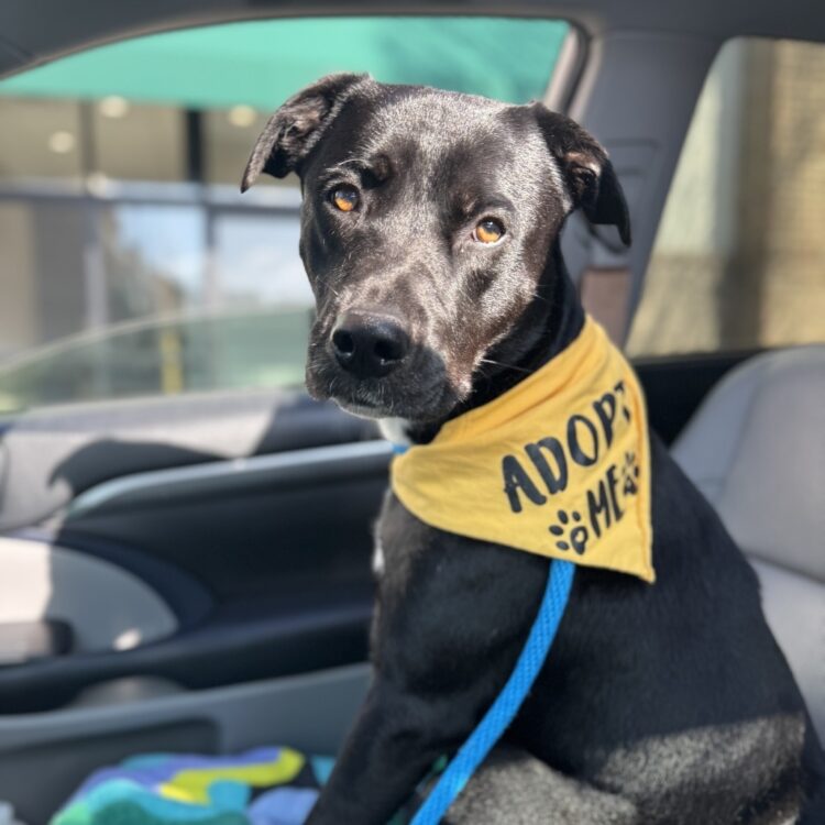 Austin Pets Alive! | Simon