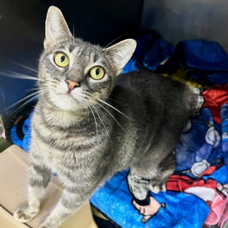 Austin Pets Alive! | Usagi 3