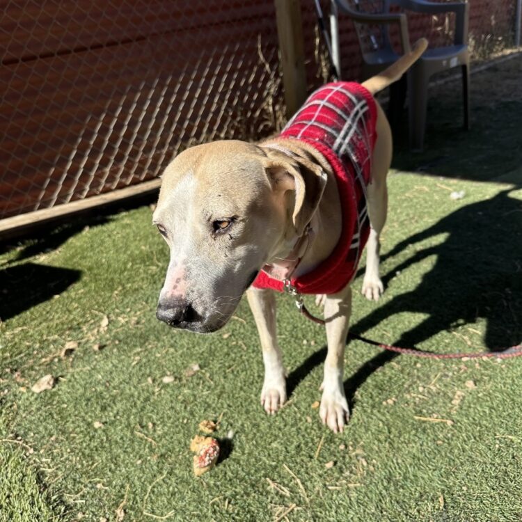 Austin Pets Alive! | Carmen