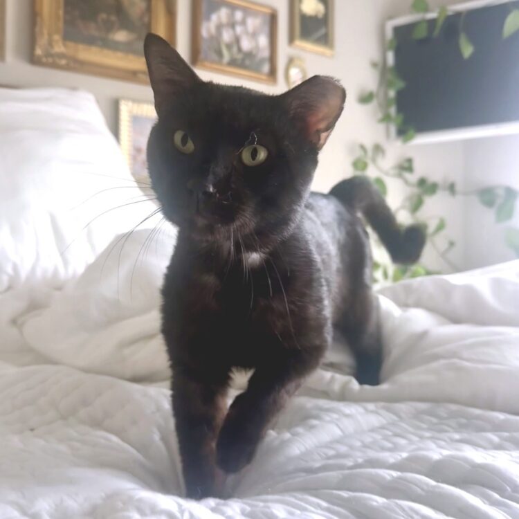 Austin Pets Alive! | Edgar Eduardo