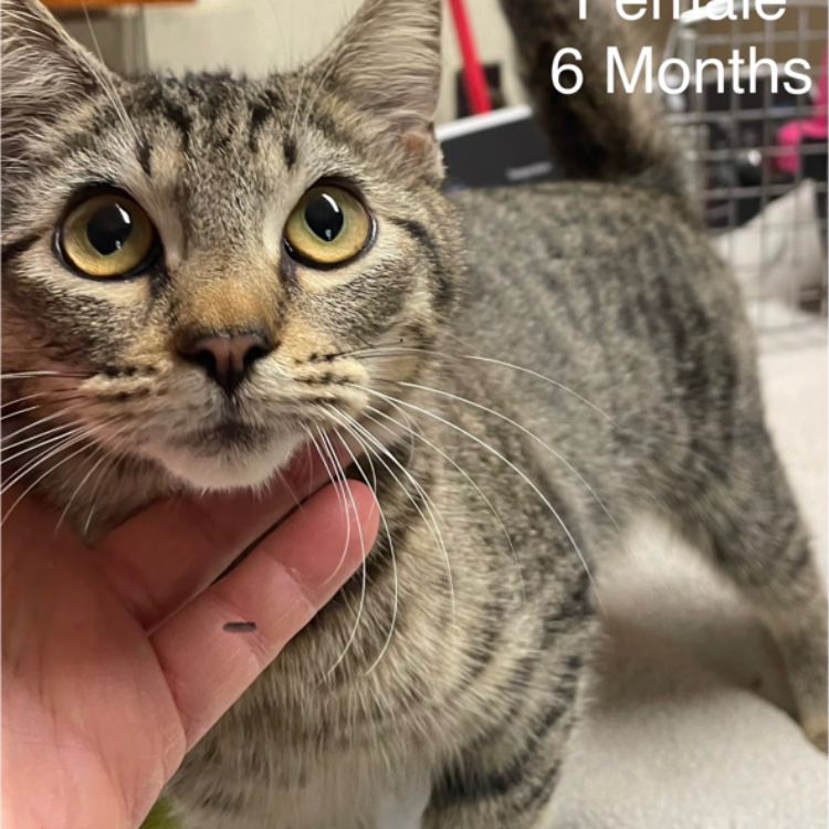 Austin Pets Alive! | Deep Fried Turkey