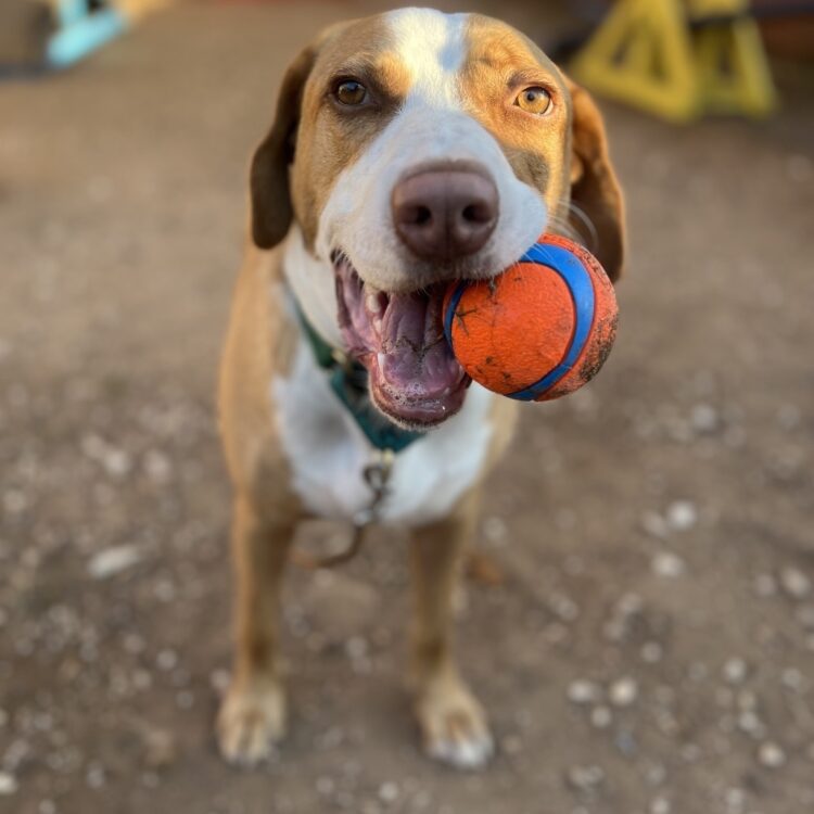 Austin Pets Alive! | Bandito