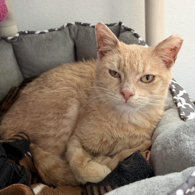 Austin Pets Alive! | Gare Bear
