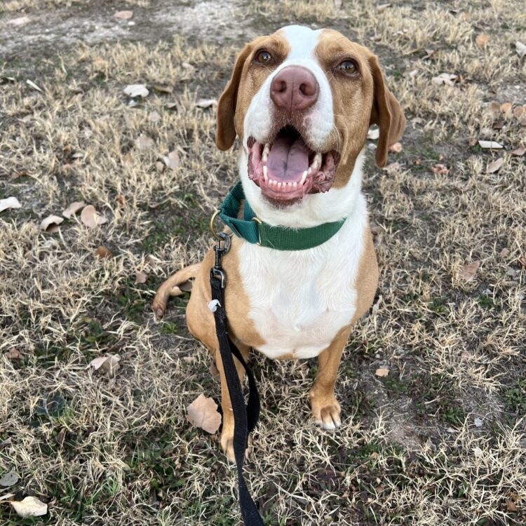 Austin Pets Alive! | Bandito