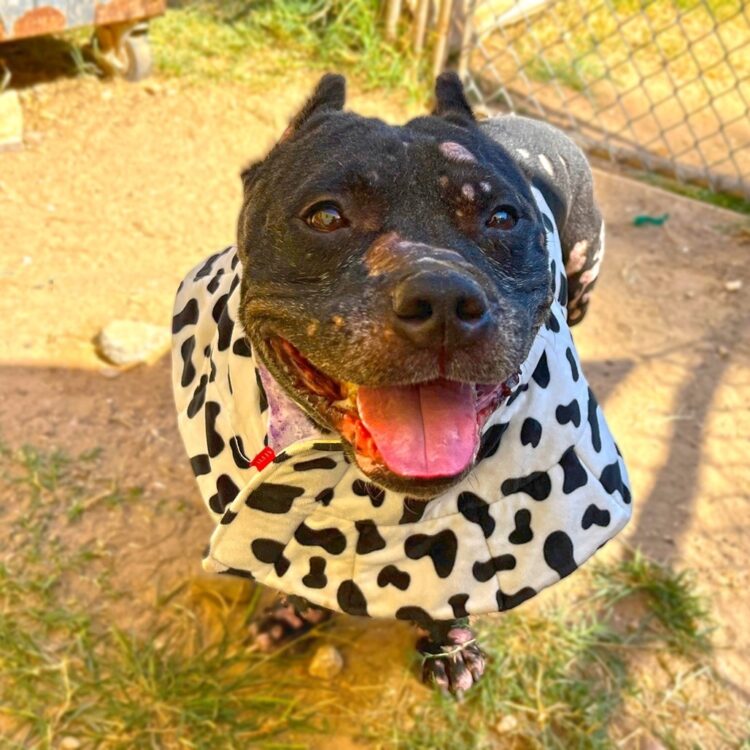 Austin Pets Alive! | Tenzy