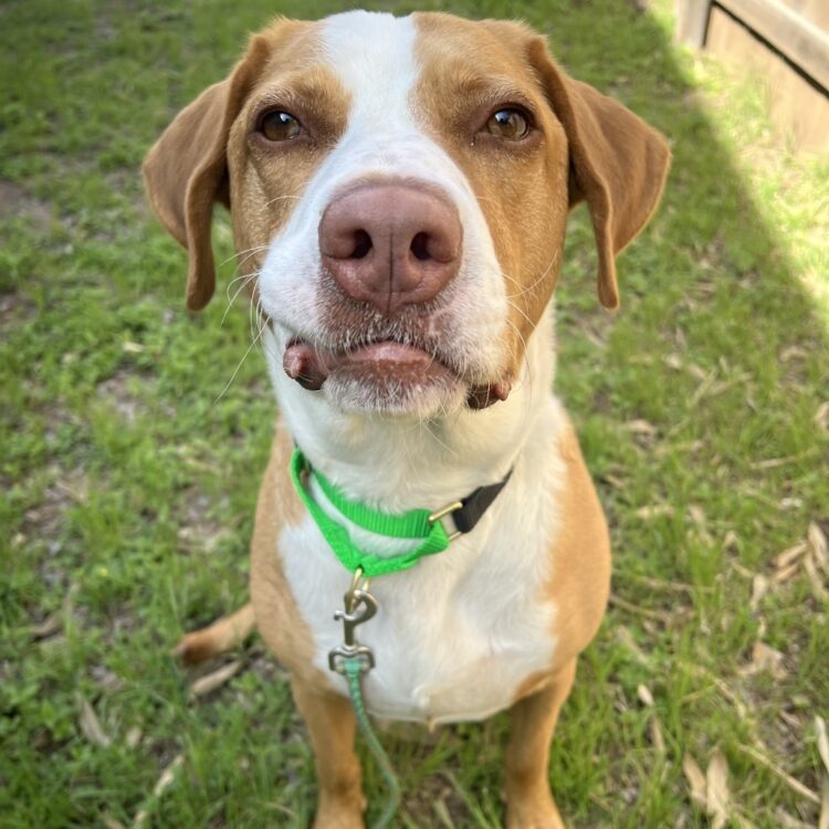 Austin Pets Alive! | Bandito
