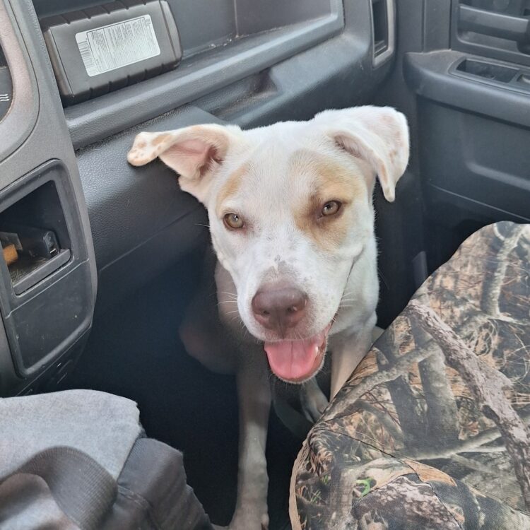 Austin Pets Alive! | Doja