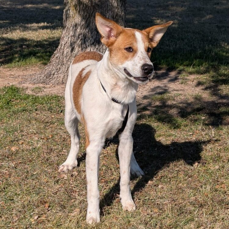 Austin Pets Alive! | Smores Graham Cracker