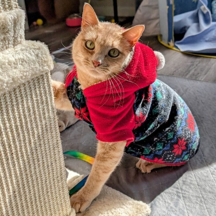 Austin Pets Alive! | Manx for the Memories