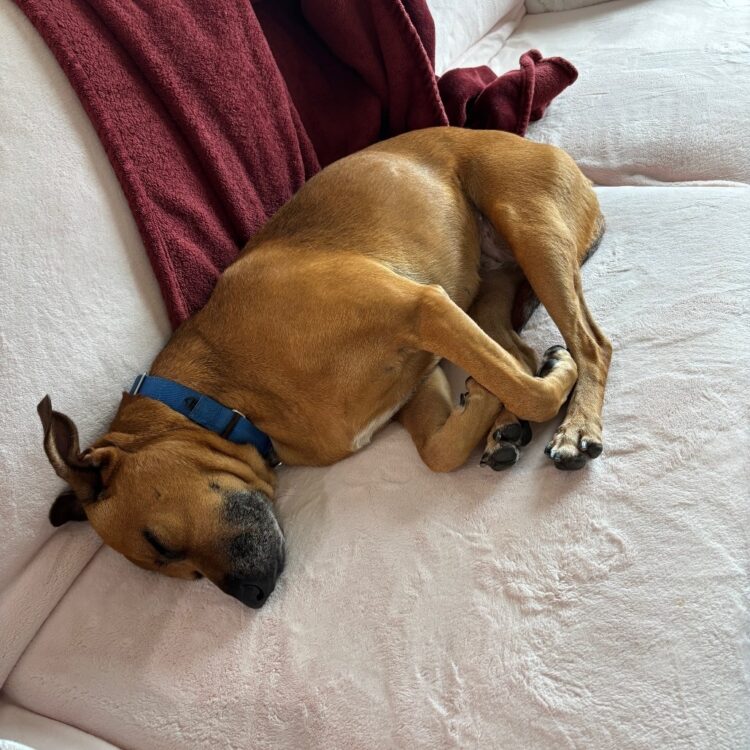 Austin Pets Alive! | Honey