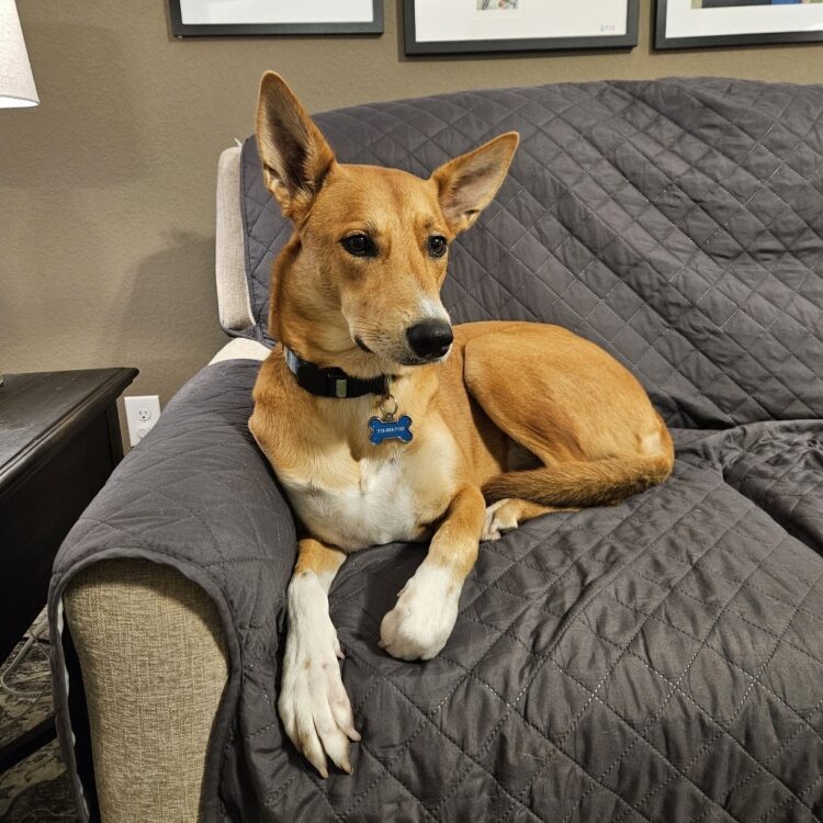 Austin Pets Alive! | Spiral Notebook