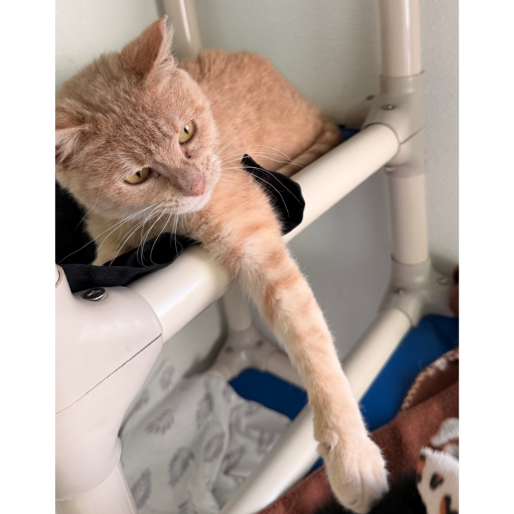 Austin Pets Alive! | Gare Bear