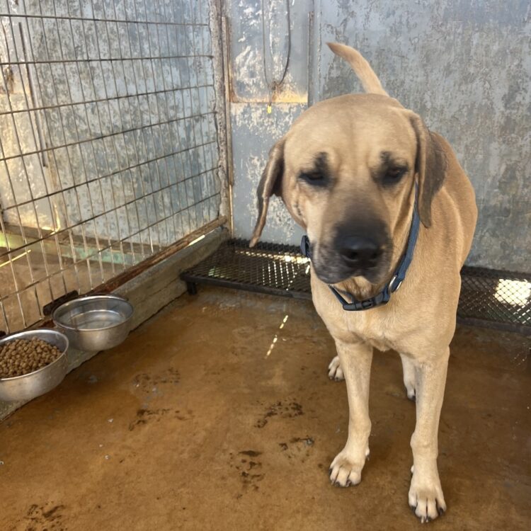 Austin Pets Alive! | Tony Soprano