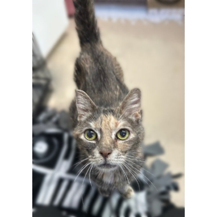 Austin Pets Alive! | Ozzette 22