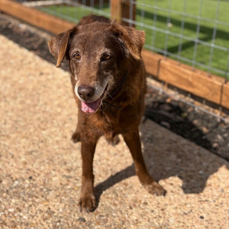 Austin Pets Alive! | Beasley