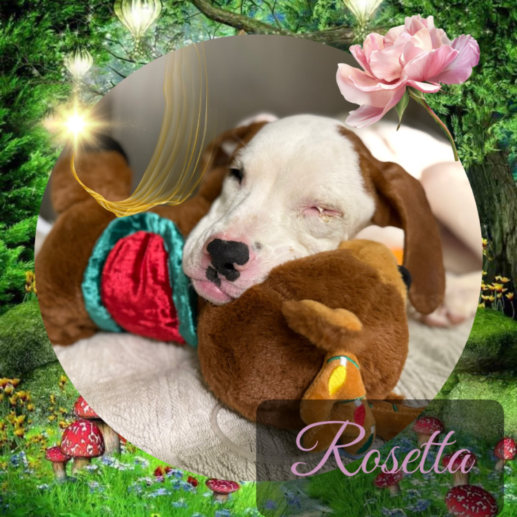 Austin Pets Alive! | Rosetta