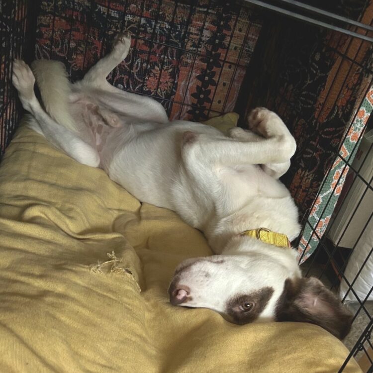 Austin Pets Alive! | Dottie