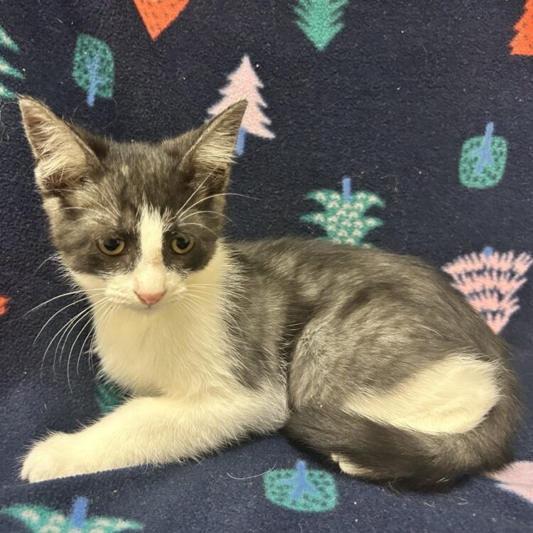 Austin Pets Alive! | Chachi