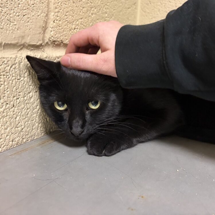 Austin Pets Alive! | Parker Posey