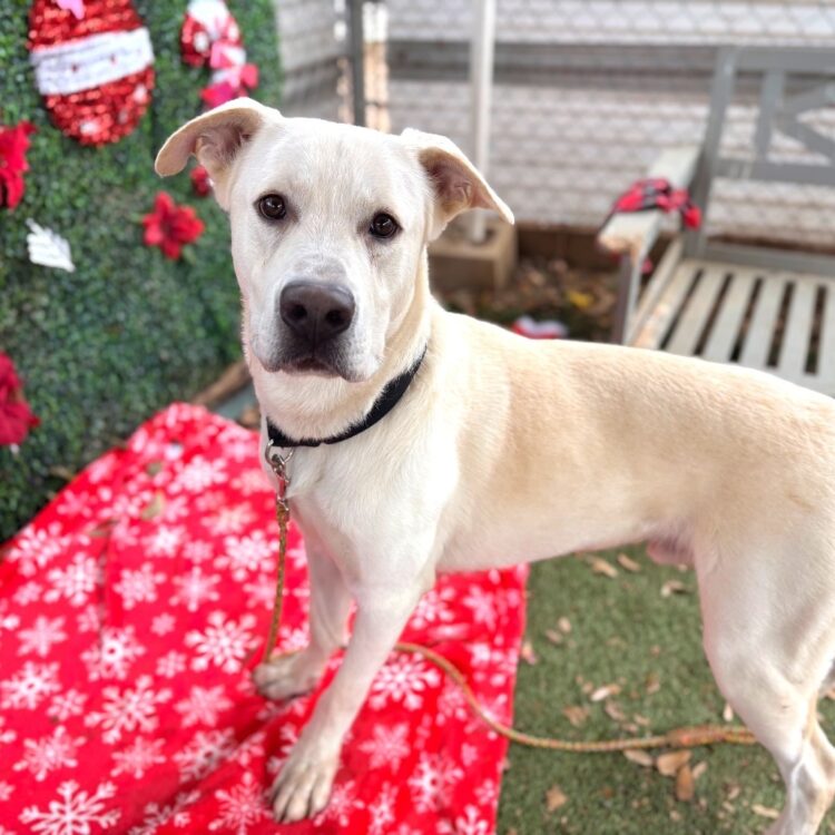 Austin Pets Alive! | Autumn Equinox
