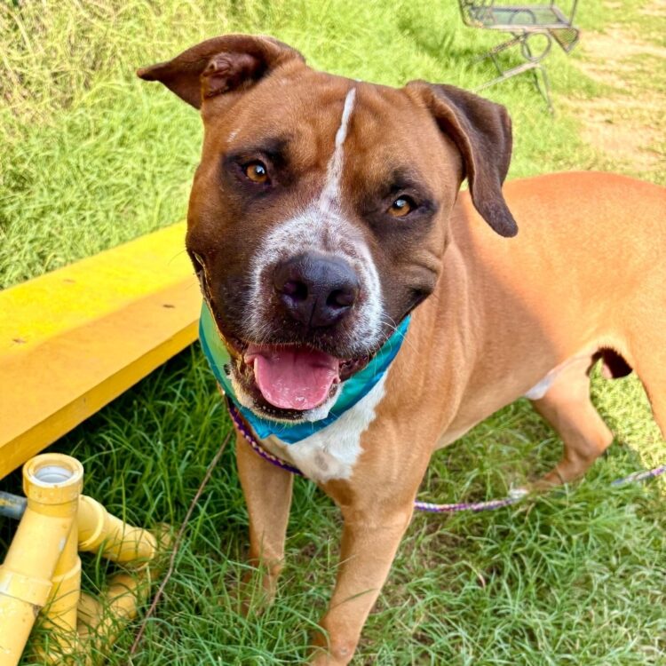 Austin Pets Alive! | Thor