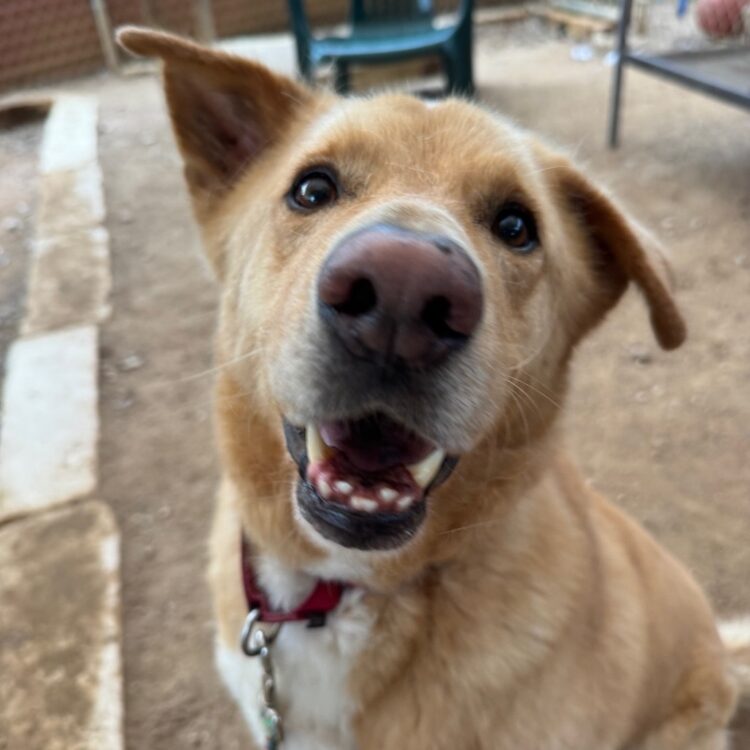 Austin Pets Alive! | Anton