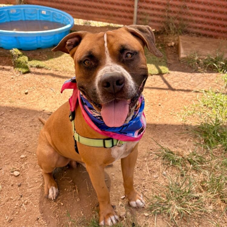 Austin Pets Alive! | Thor