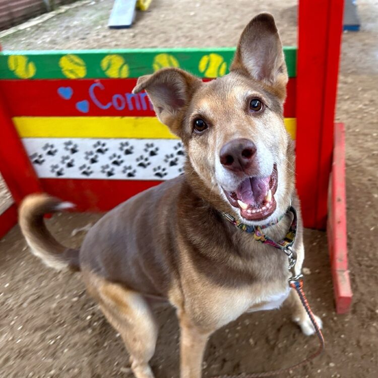 Austin Pets Alive! | Churro