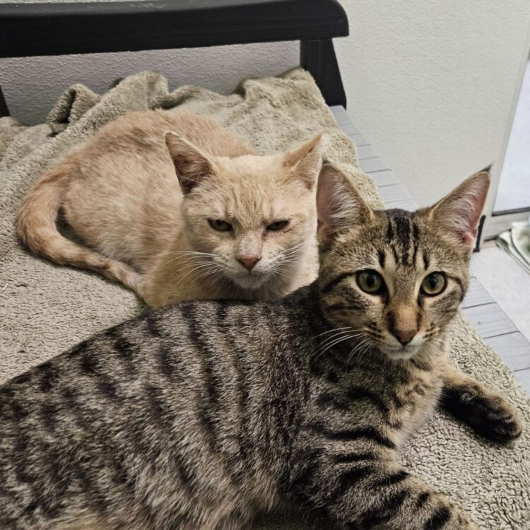 Austin Pets Alive! | Gare Bear