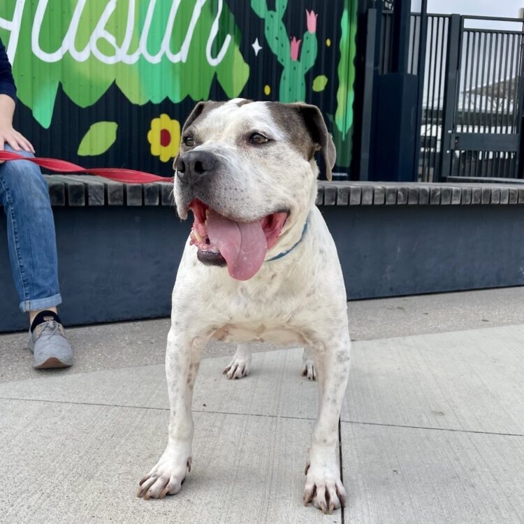 Austin Pets Alive! | Dewey