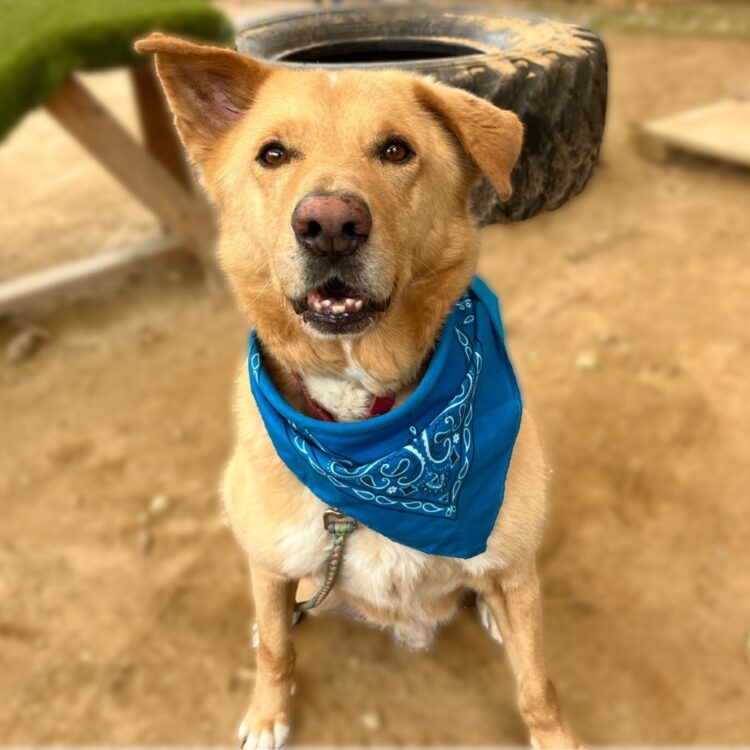 Austin Pets Alive! | Anton