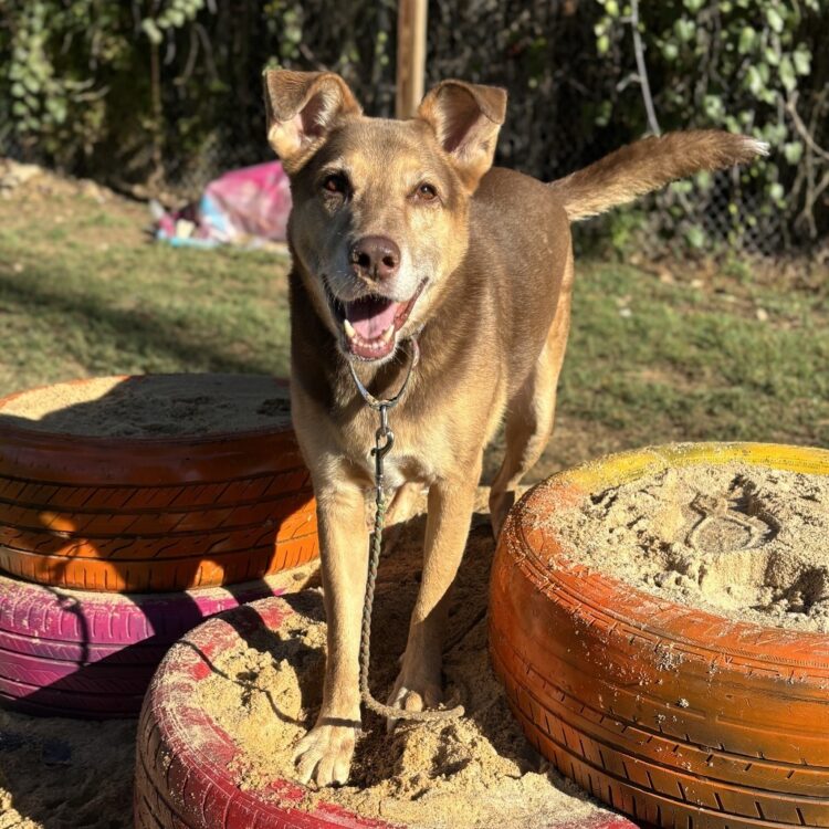 Austin Pets Alive! | Churro