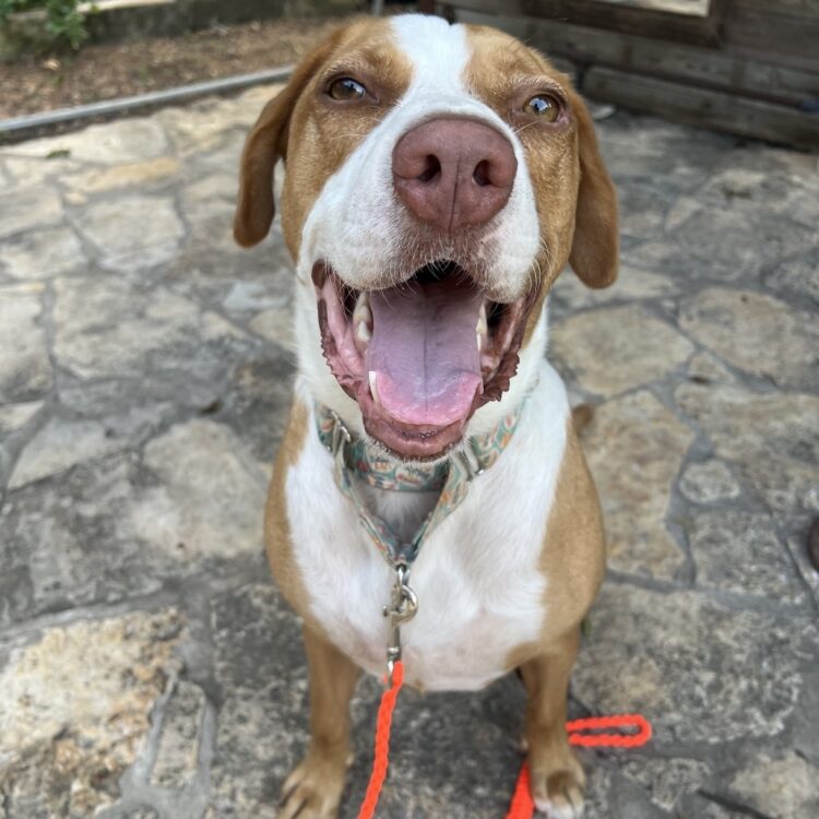 Austin Pets Alive! | Bandito
