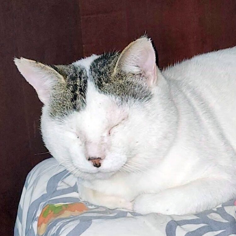 Austin Pets Alive! | Captain Hook