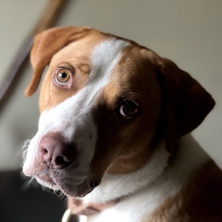 Austin Pets Alive! | Bandito