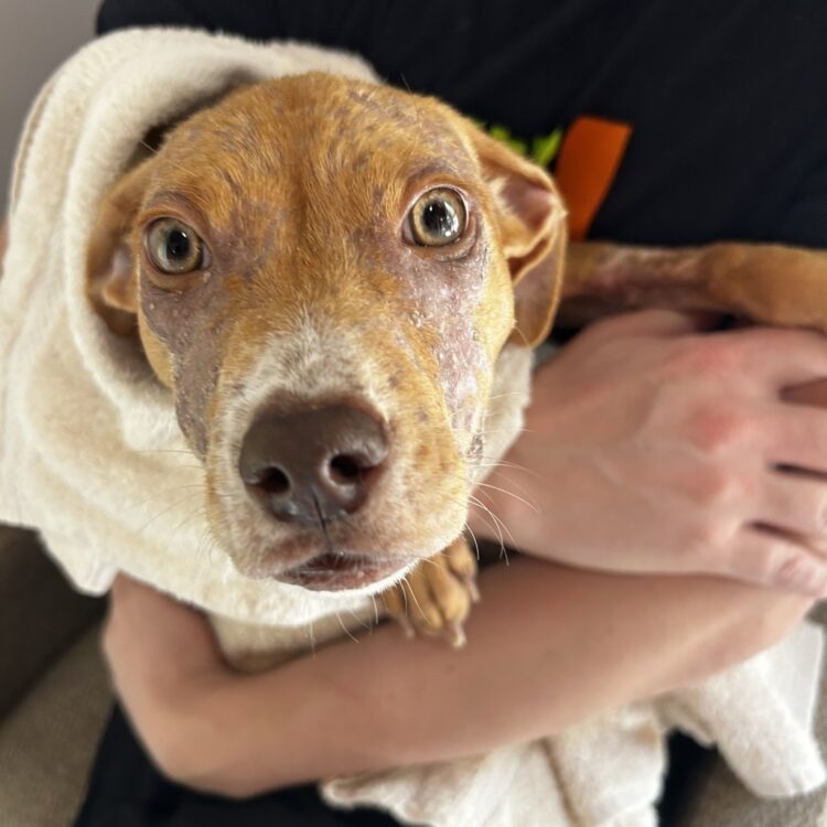 Austin Pets Alive! | Nesquick