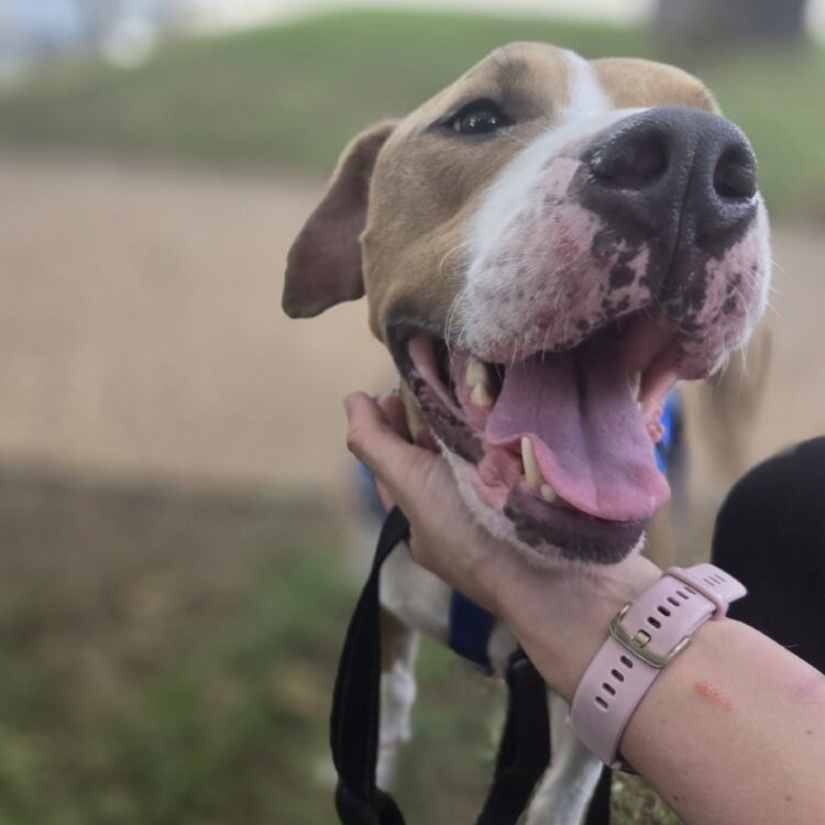 Austin Pets Alive! | Greg