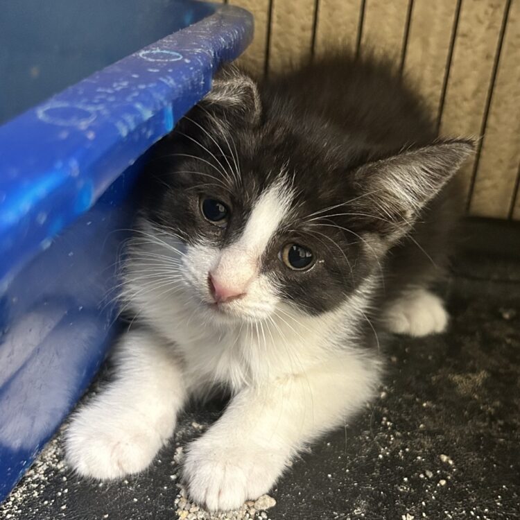 Austin Pets Alive! | Chachi