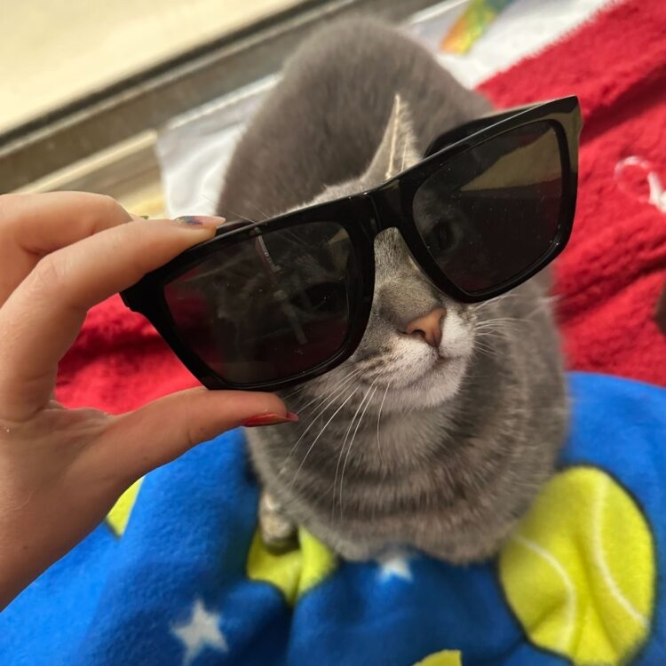 Austin Pets Alive! | Usagi 3