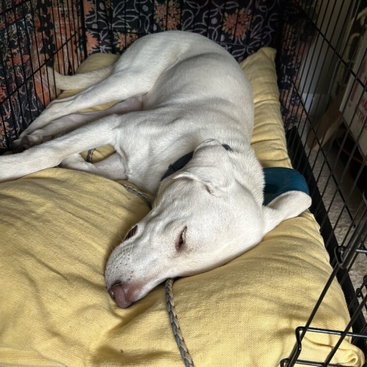 Austin Pets Alive! | Olaf