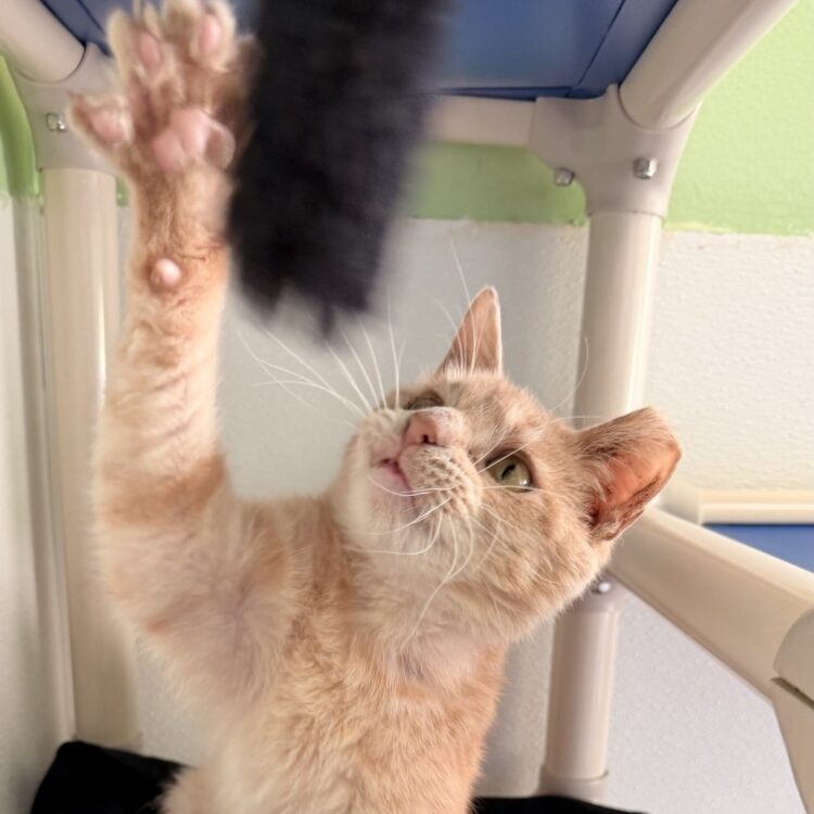 Austin Pets Alive! | Gare Bear