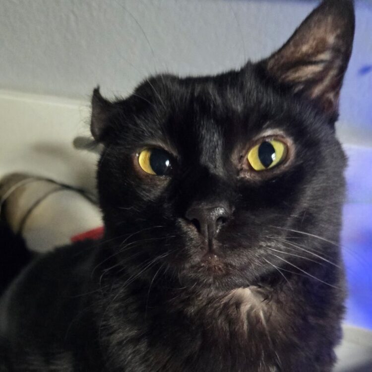Austin Pets Alive! | Mister