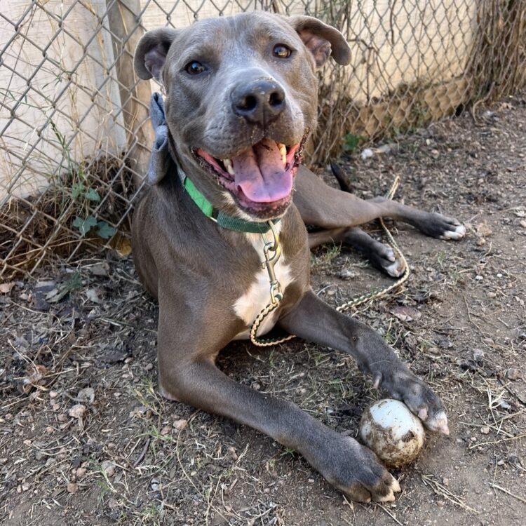 Austin Pets Alive! | Perry