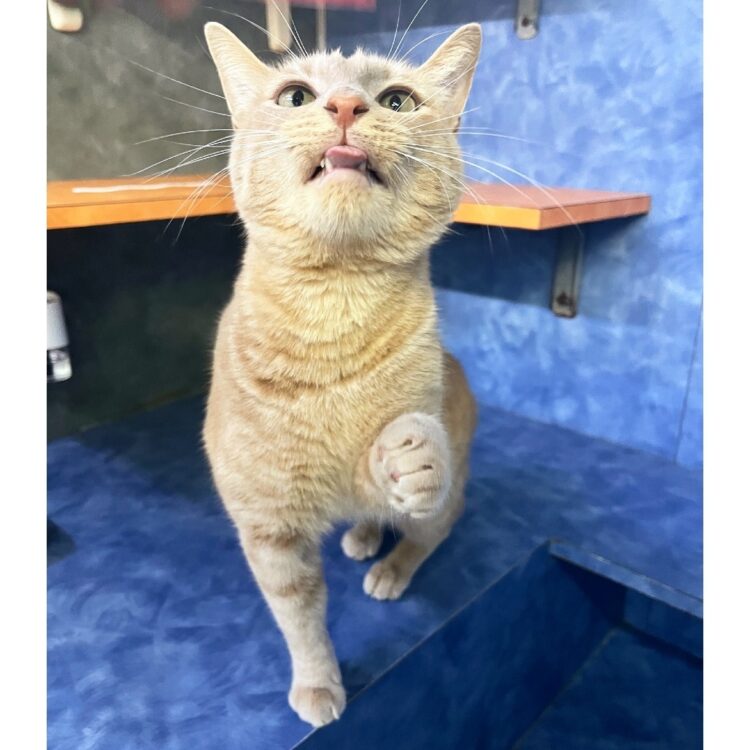 Austin Pets Alive! | Manx for the Memories