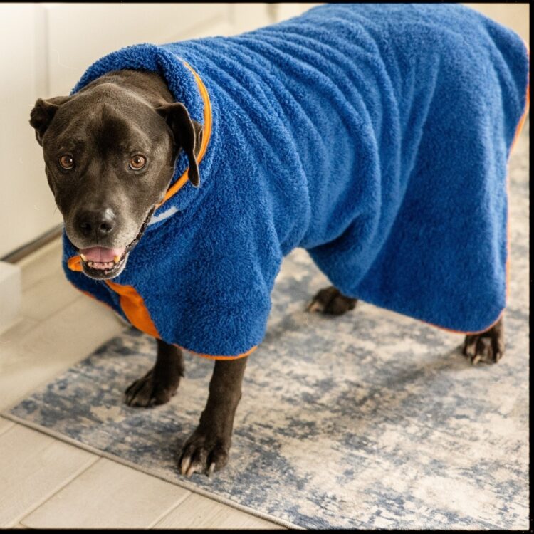 Austin Pets Alive! | Lambert